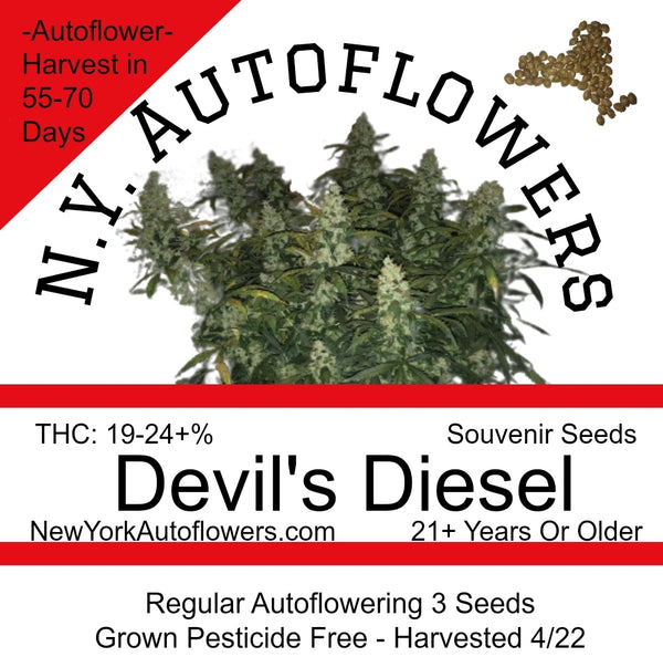 Devil's Diesel Autoflowering Regular – New York Autoflowers